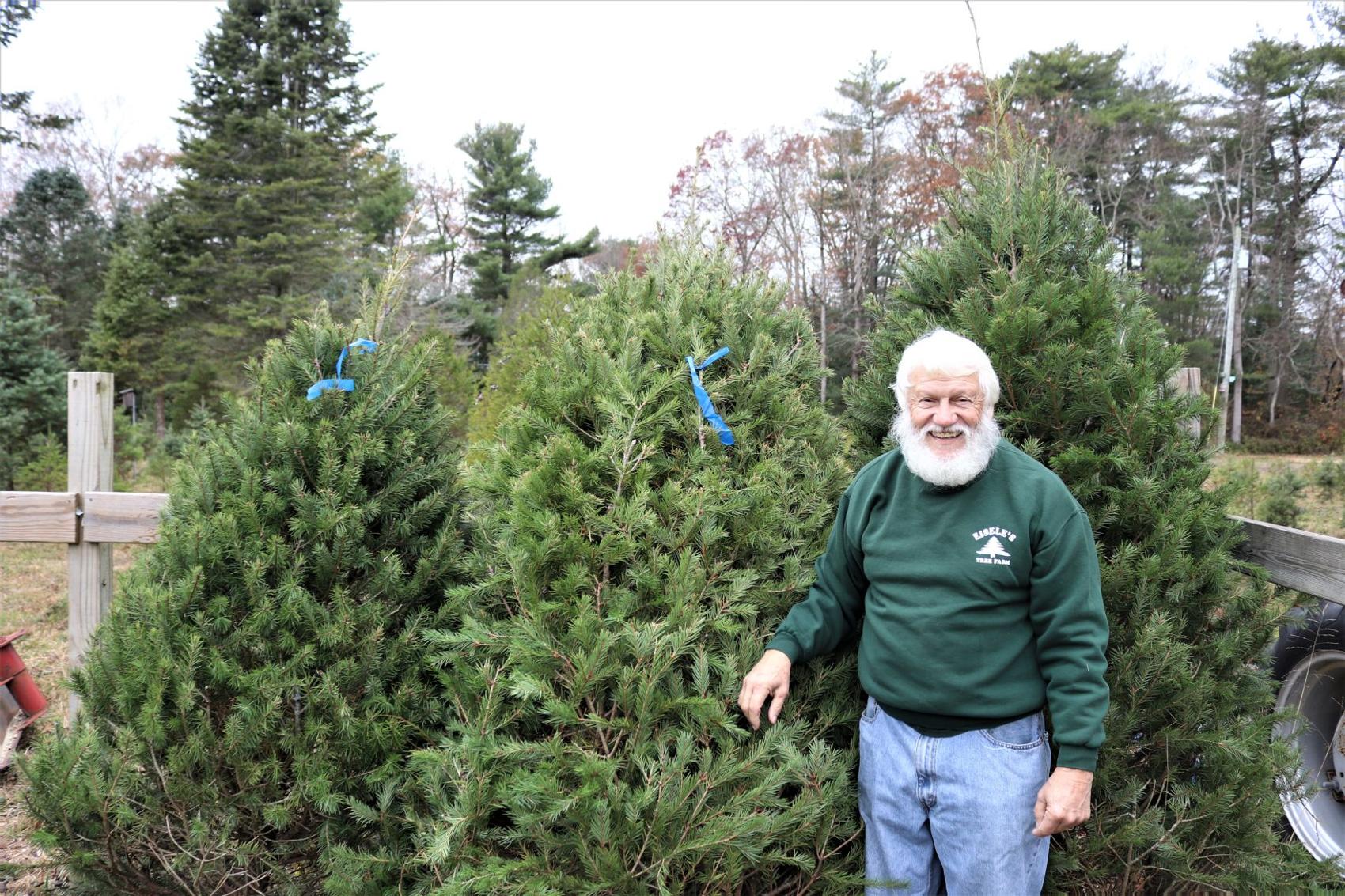 Real vs. artificial Christmas trees: Which is ‘greener?’ | New Jersey ...